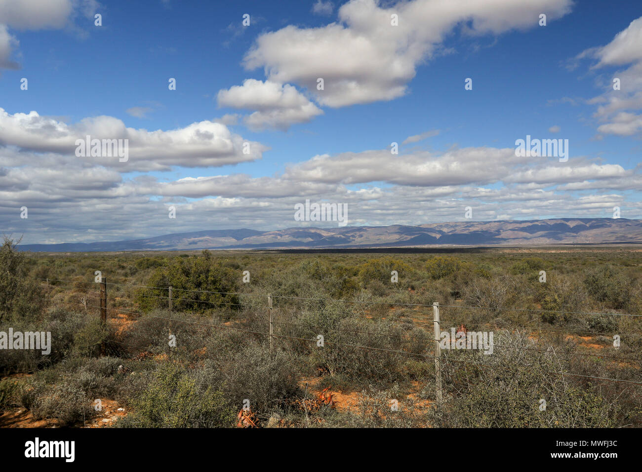 Fynbos landscape in the sunshine along the tourist garden route, south ...