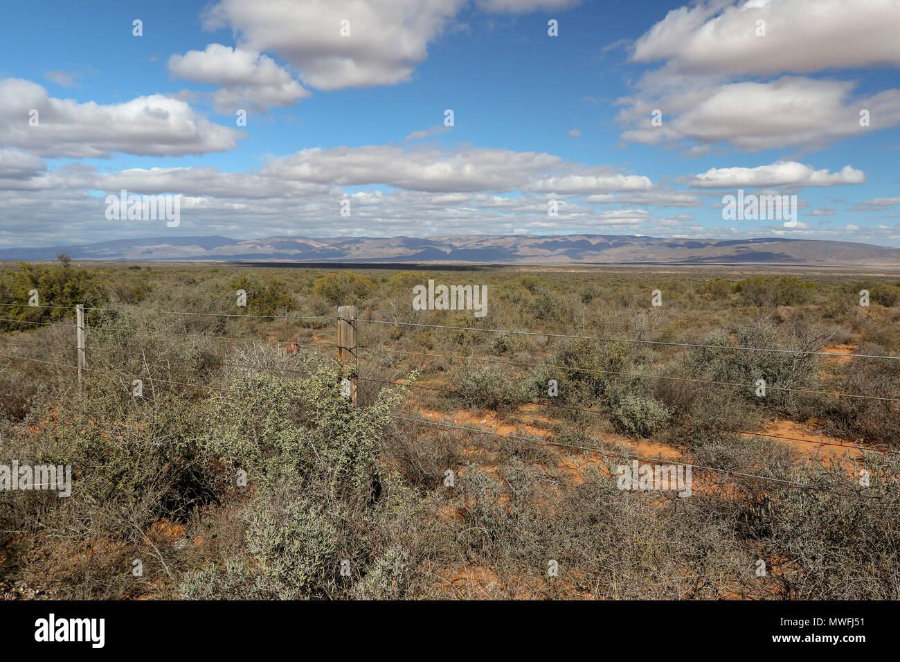 Fynbos landscape in the sunshine along the tourist garden route, south ...
