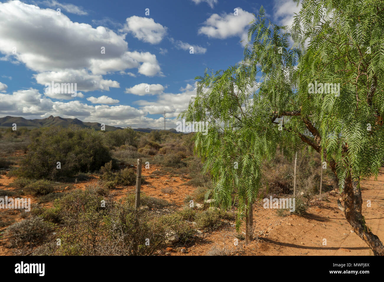 Fynbos landscape in the sunshine along the tourist garden route, south ...