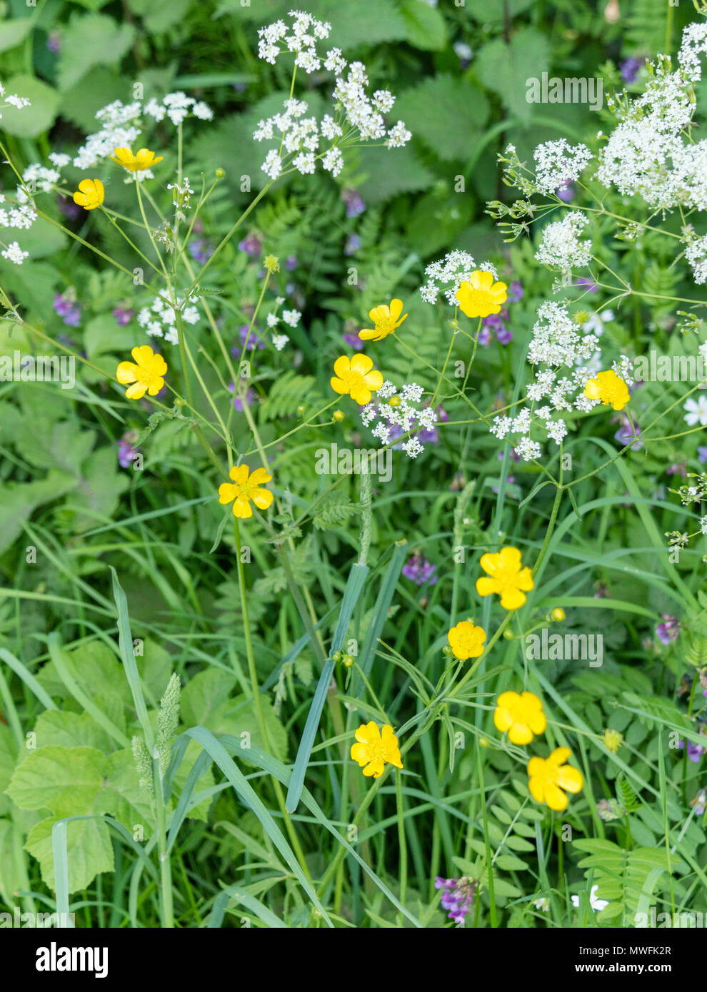 English hedgerow hi-res stock photography and images - Alamy
