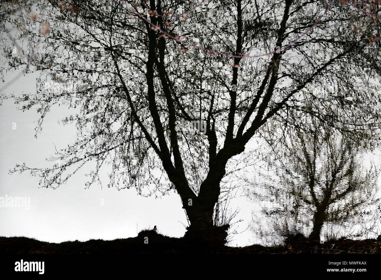 Back light tree hi-res stock photography and images - Alamy