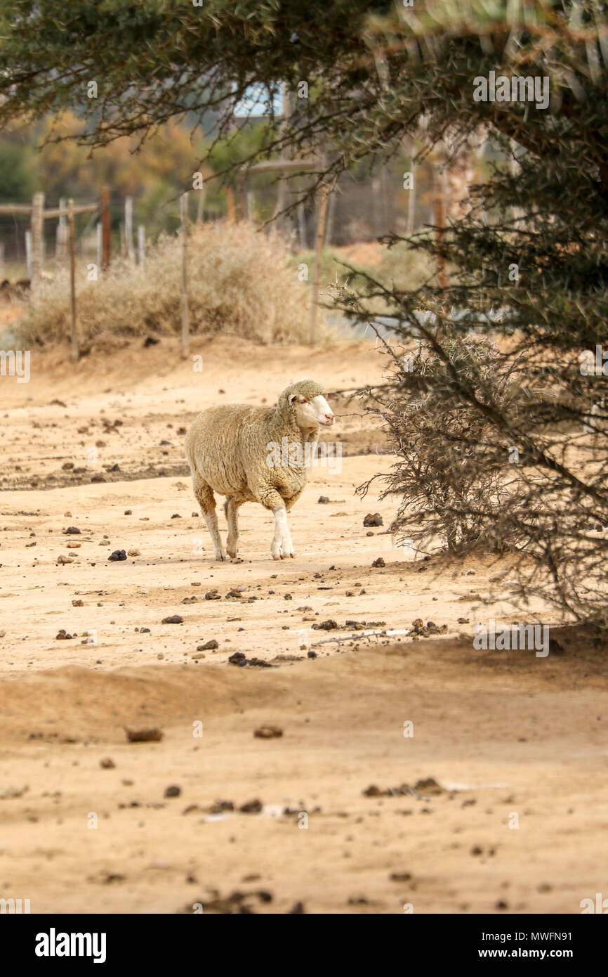 South African sheep near Oudtshoorn on the garden tourist route, south ...