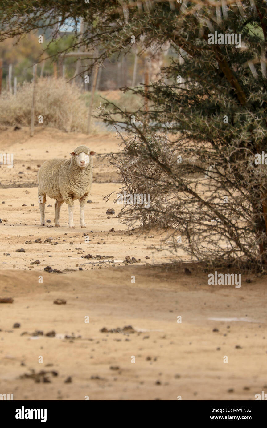 South African sheep near Oudtshoorn on the garden tourist route, south ...