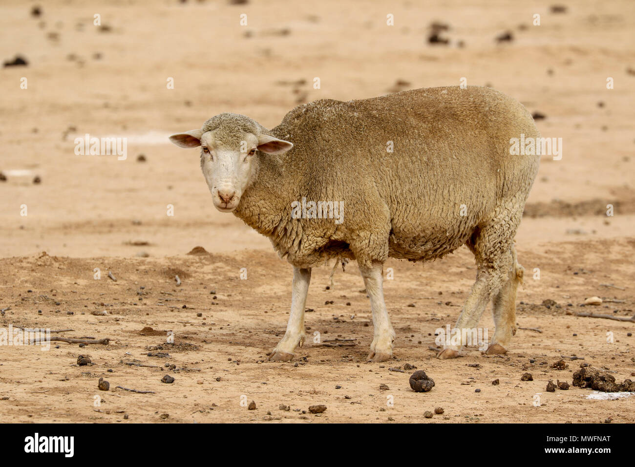 South African sheep near Oudtshoorn on the garden tourist route, south ...