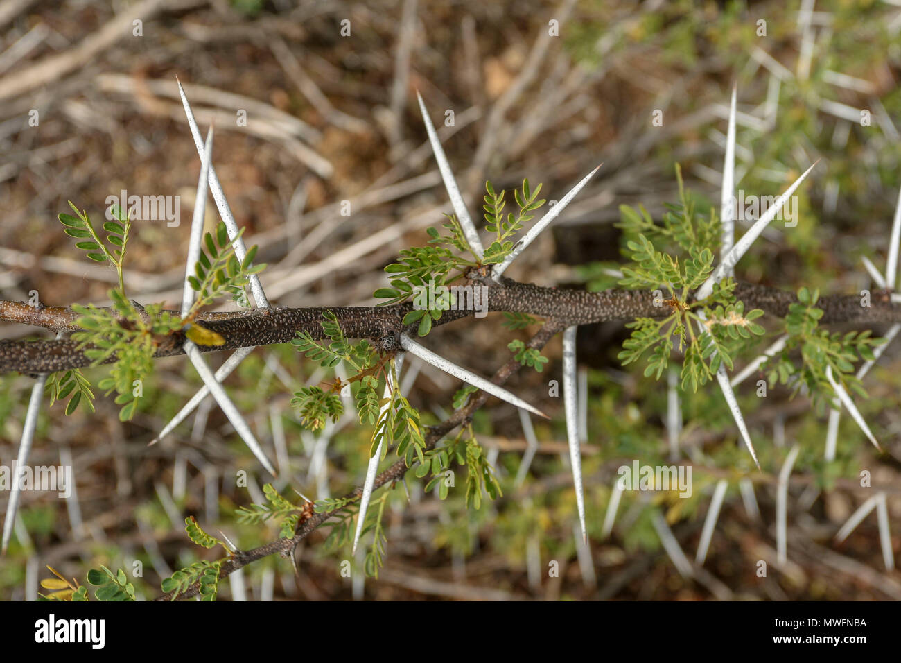 Vicious african acacia needles in Oudtshoorn, on the tourist garden ...