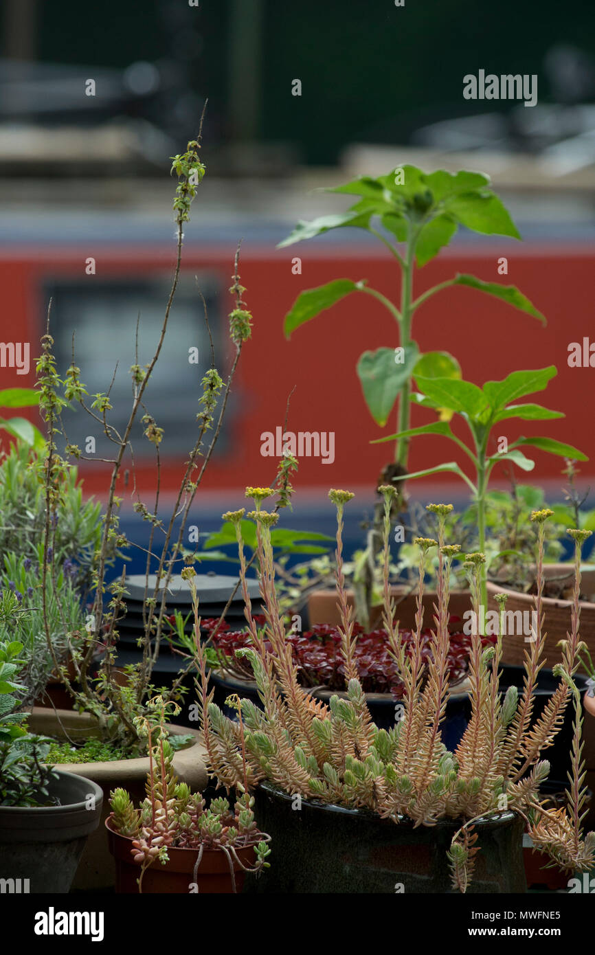 Flower pot on a narrow boat on the River Lea Navigation Canal near the ...