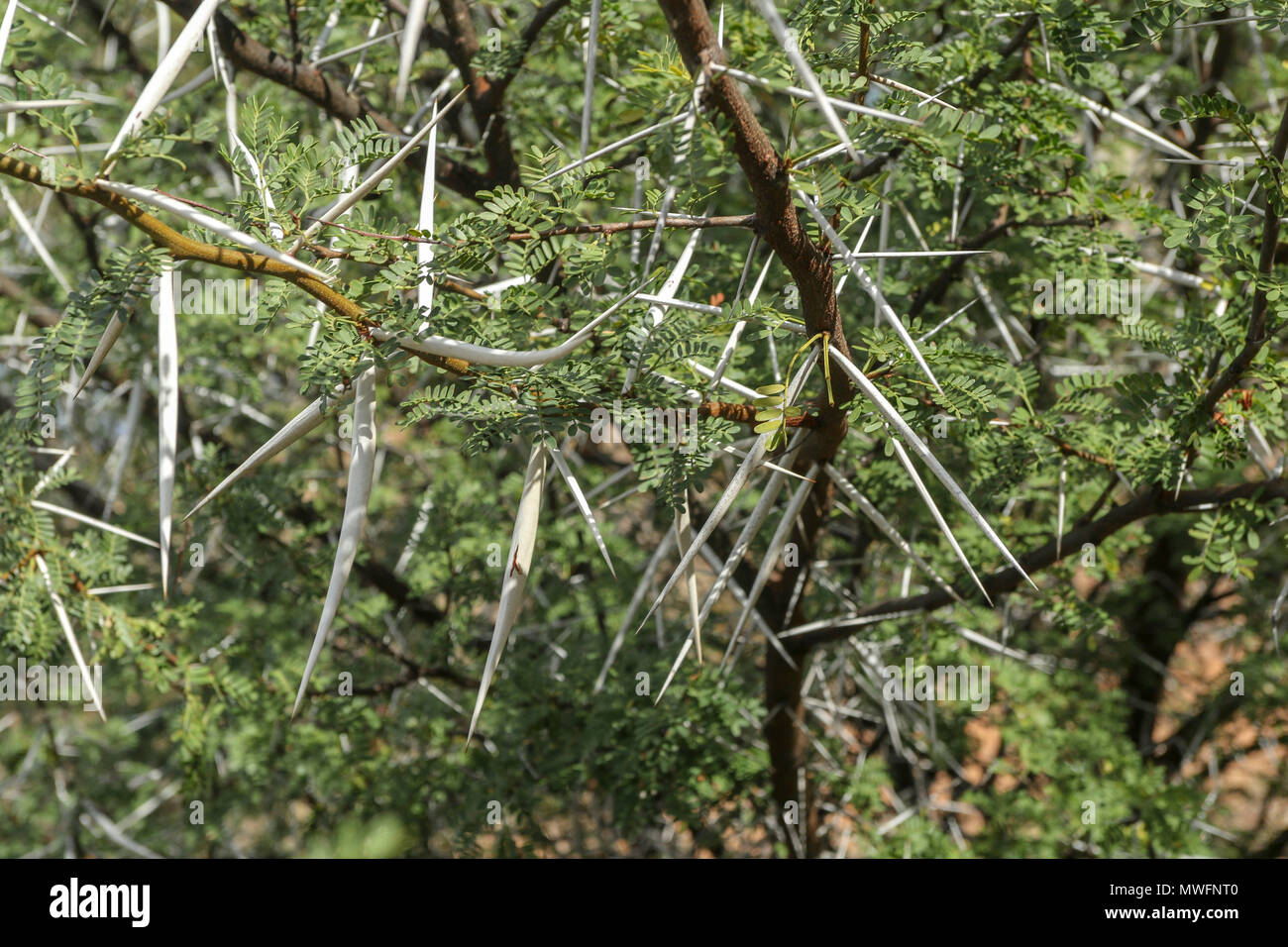 Vicious african acacia needles in Oudtshoorn, on the tourist garden ...