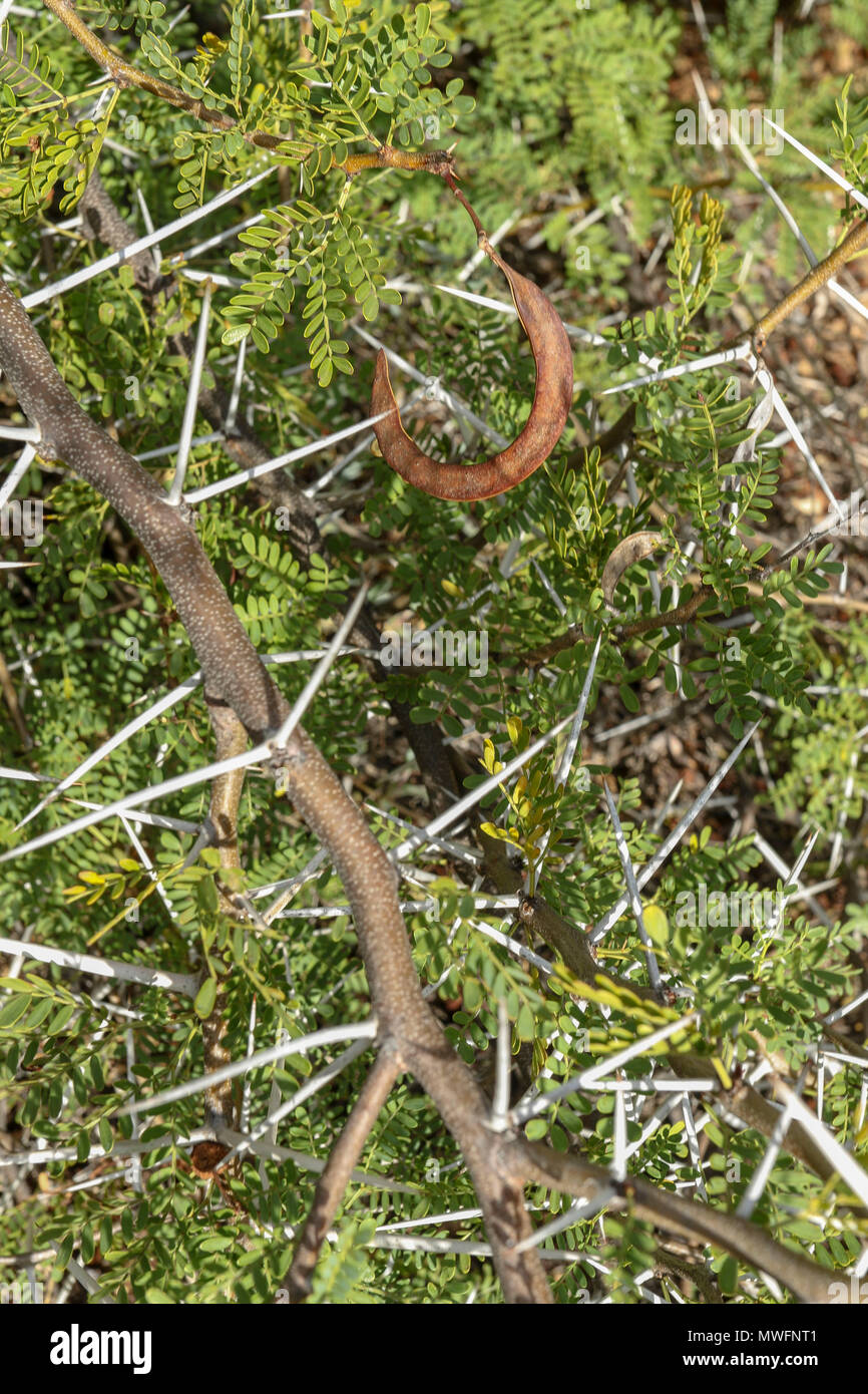 Vicious african acacia needles in Oudtshoorn, on the tourist garden ...