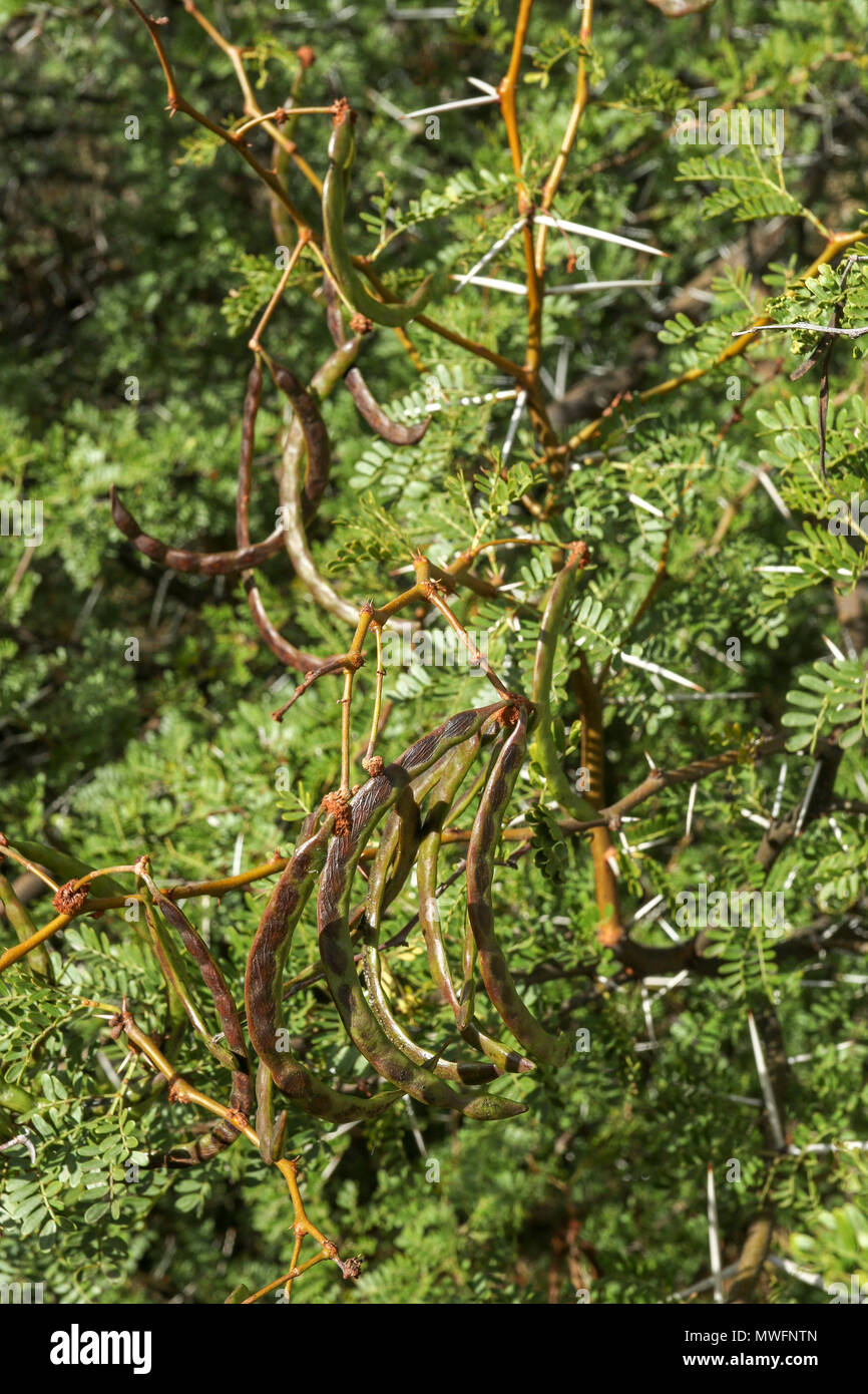 Vicious african acacia needles in Oudtshoorn, on the tourist garden ...