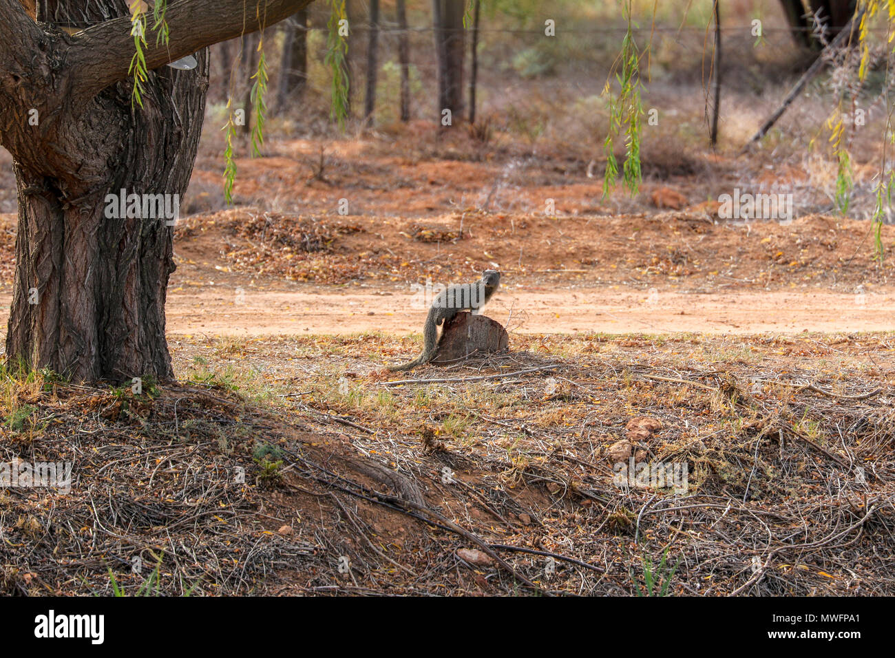 Wild mongoose in the open, south africa Stock Photo - Alamy