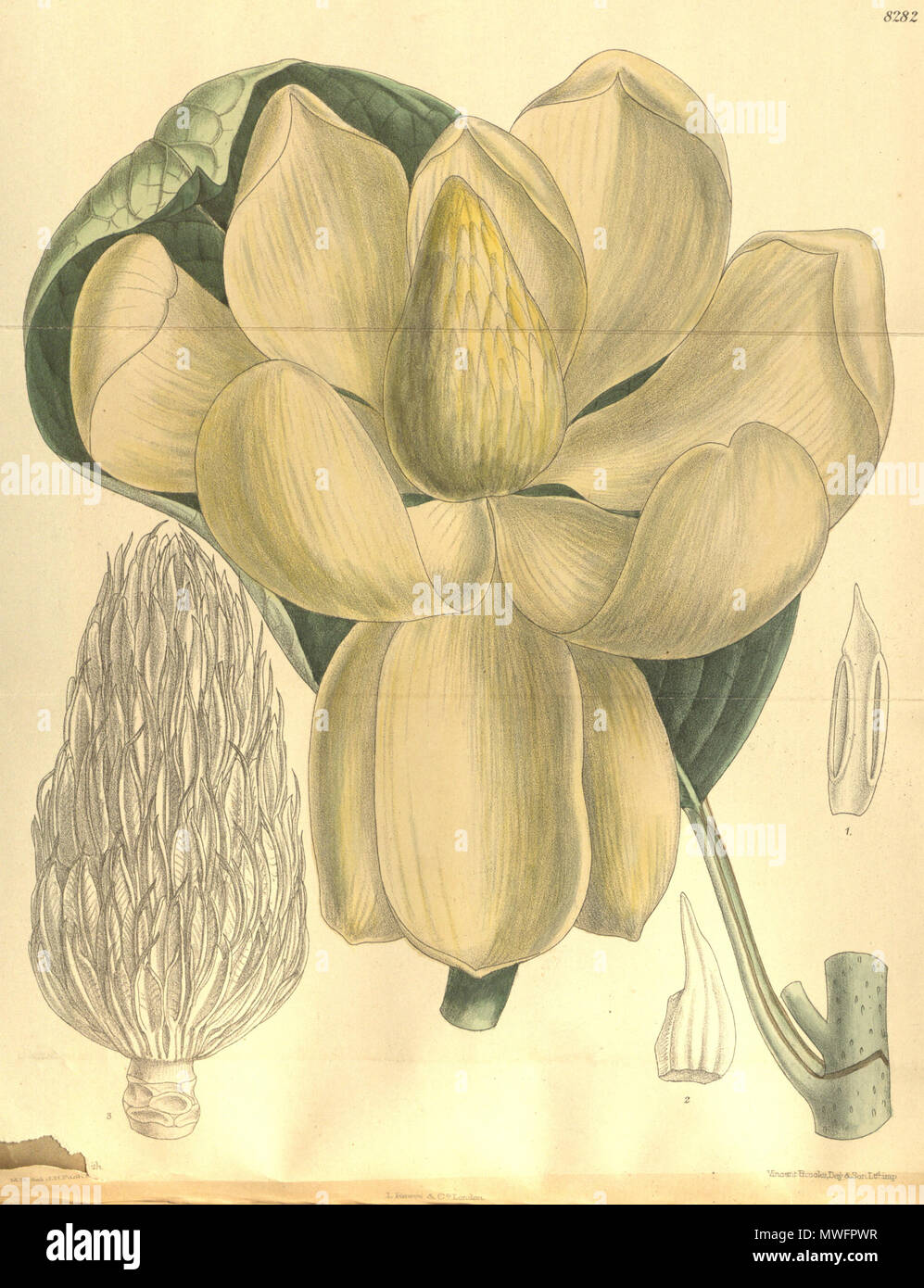 . Magnolia delavayi, Magnoliaceae . 1909. M.S. del., J.N.Fitch lith ...