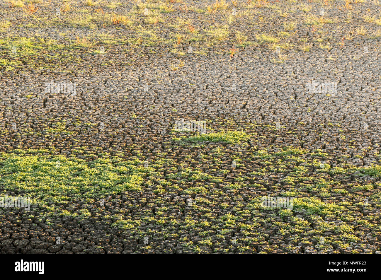 Dry lake bed patterns, Oudtshoorn, , garden route, south africa Stock ...