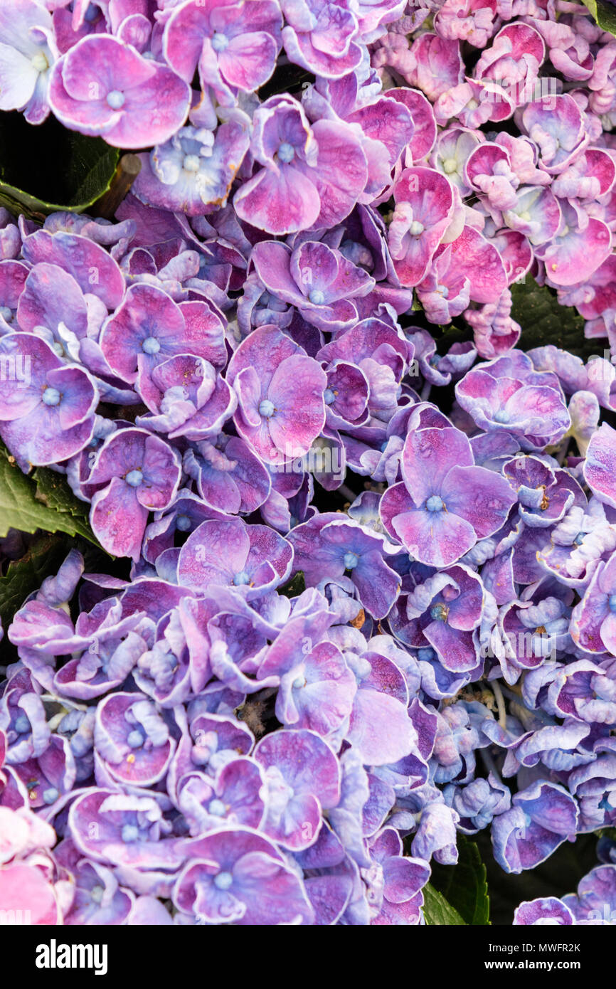 Hydrangea 'curly wurly blue' Stock Photo - Alamy