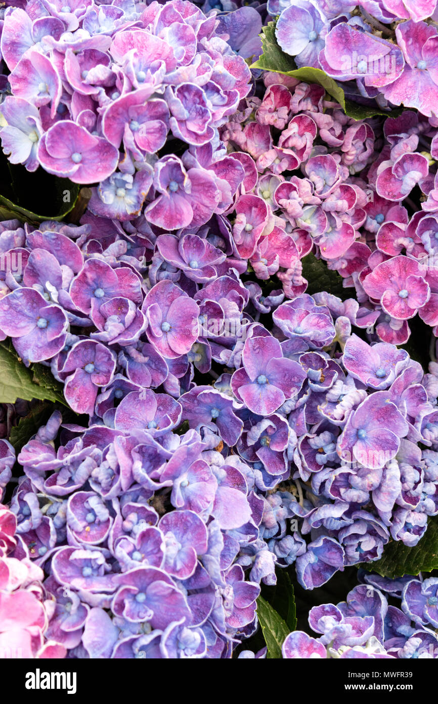 Hydrangea 'curly wurly blue' Stock Photo - Alamy