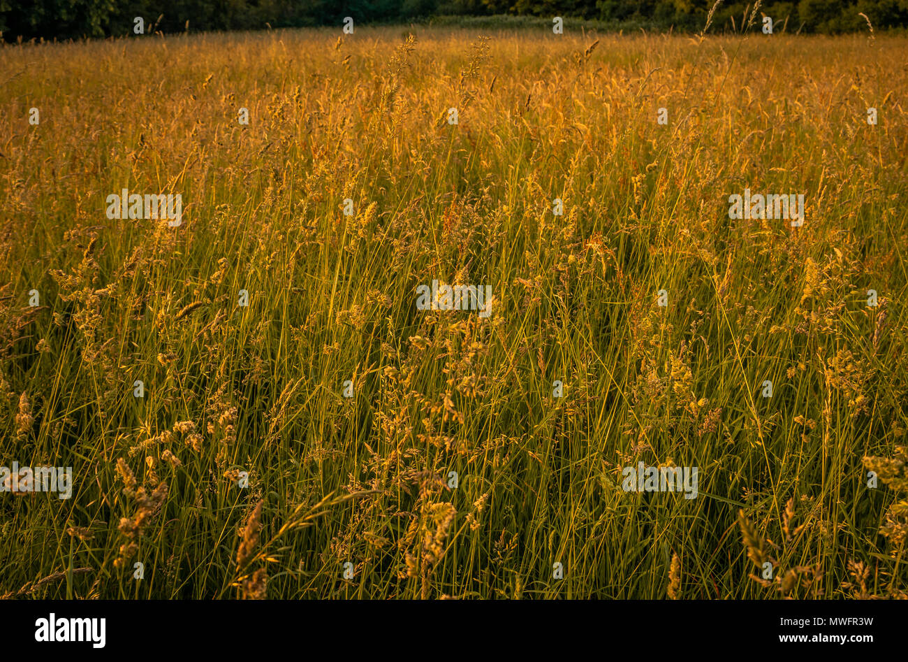 An open field of tall grass in the summer twilight Stock Photo - Alamy