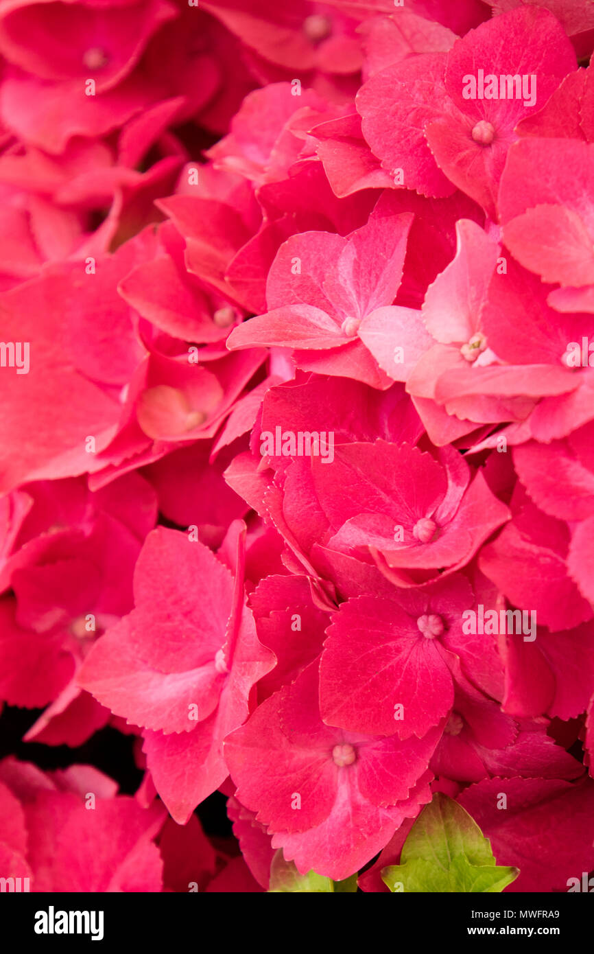 Hydrangea 'hot red' Stock Photo - Alamy