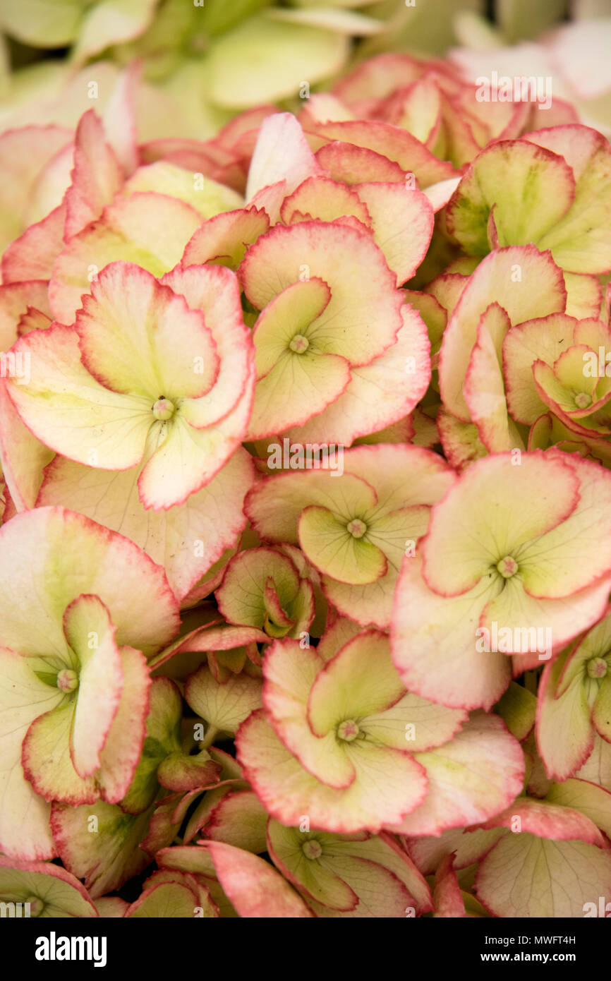 Hydrangea ripple hi-res stock photography and images - Alamy