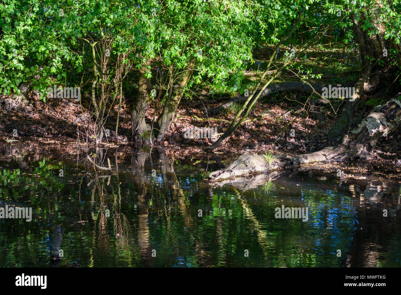 Dead alligator hi-res stock photography and images - Alamy