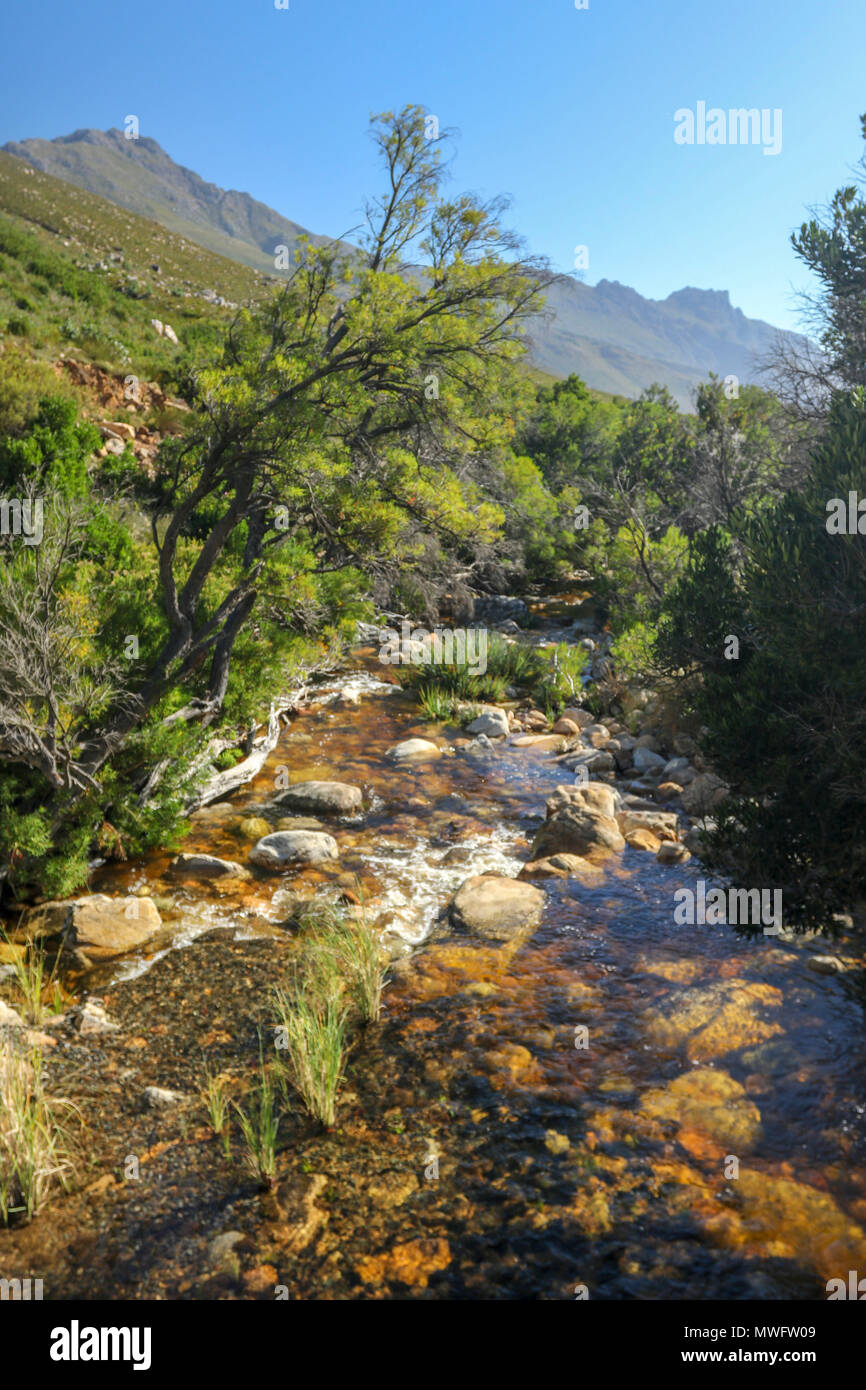 Eerste River flowing through vegetation in the Jonkershoek nature ...