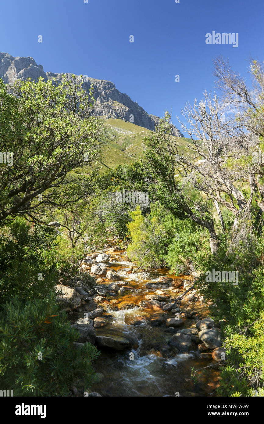 Eerste River flowing through vegetation in the Jonkershoek nature ...