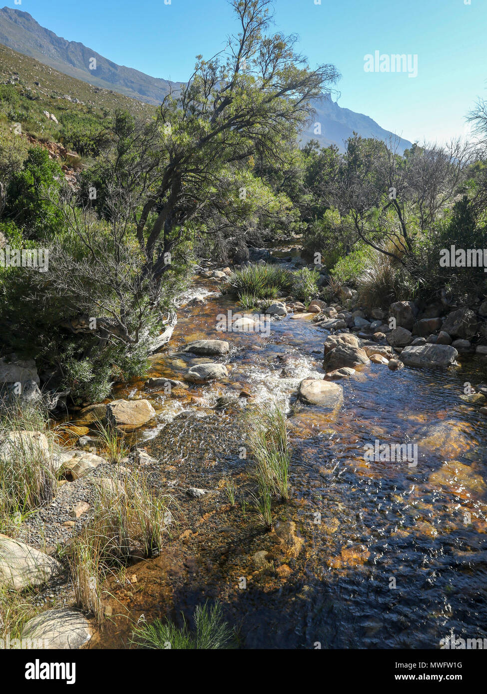 Eerste River flowing through vegetation in the Jonkershoek nature ...