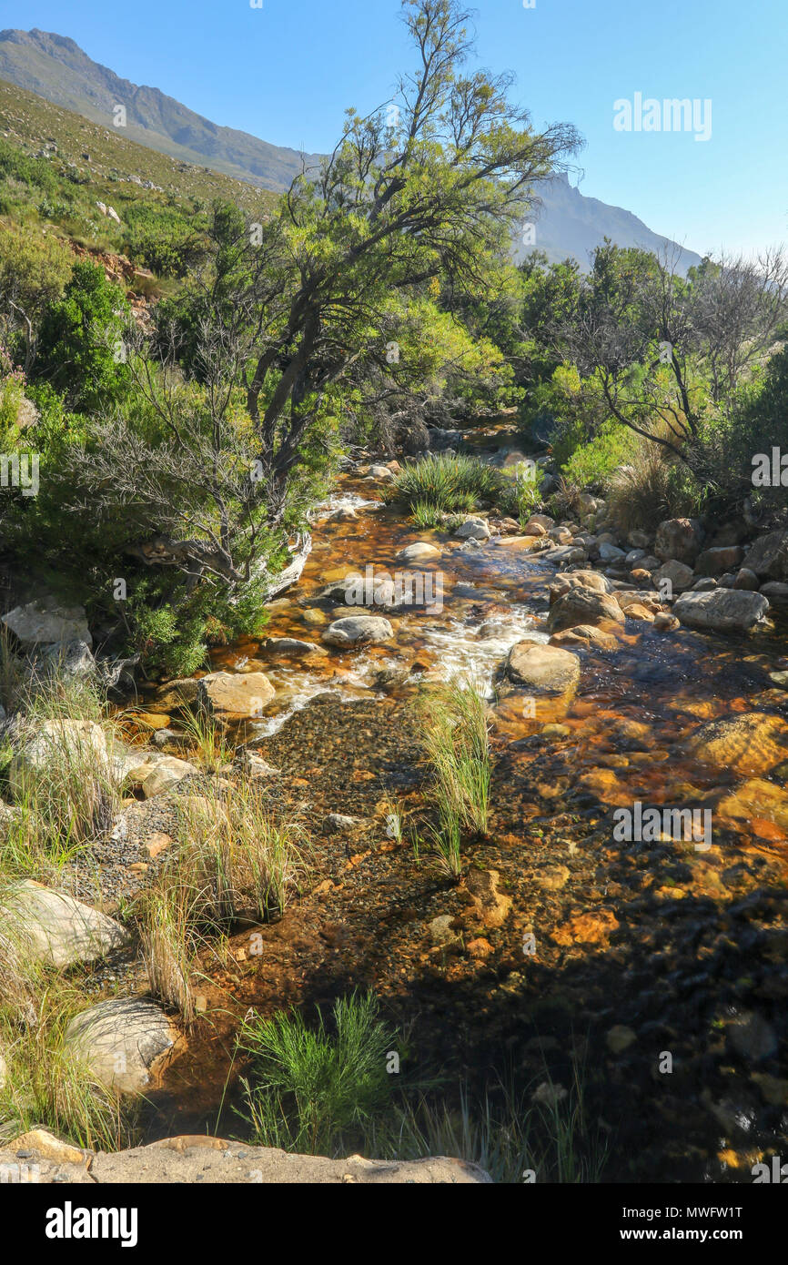 Eerste River flowing through vegetation in the Jonkershoek nature ...