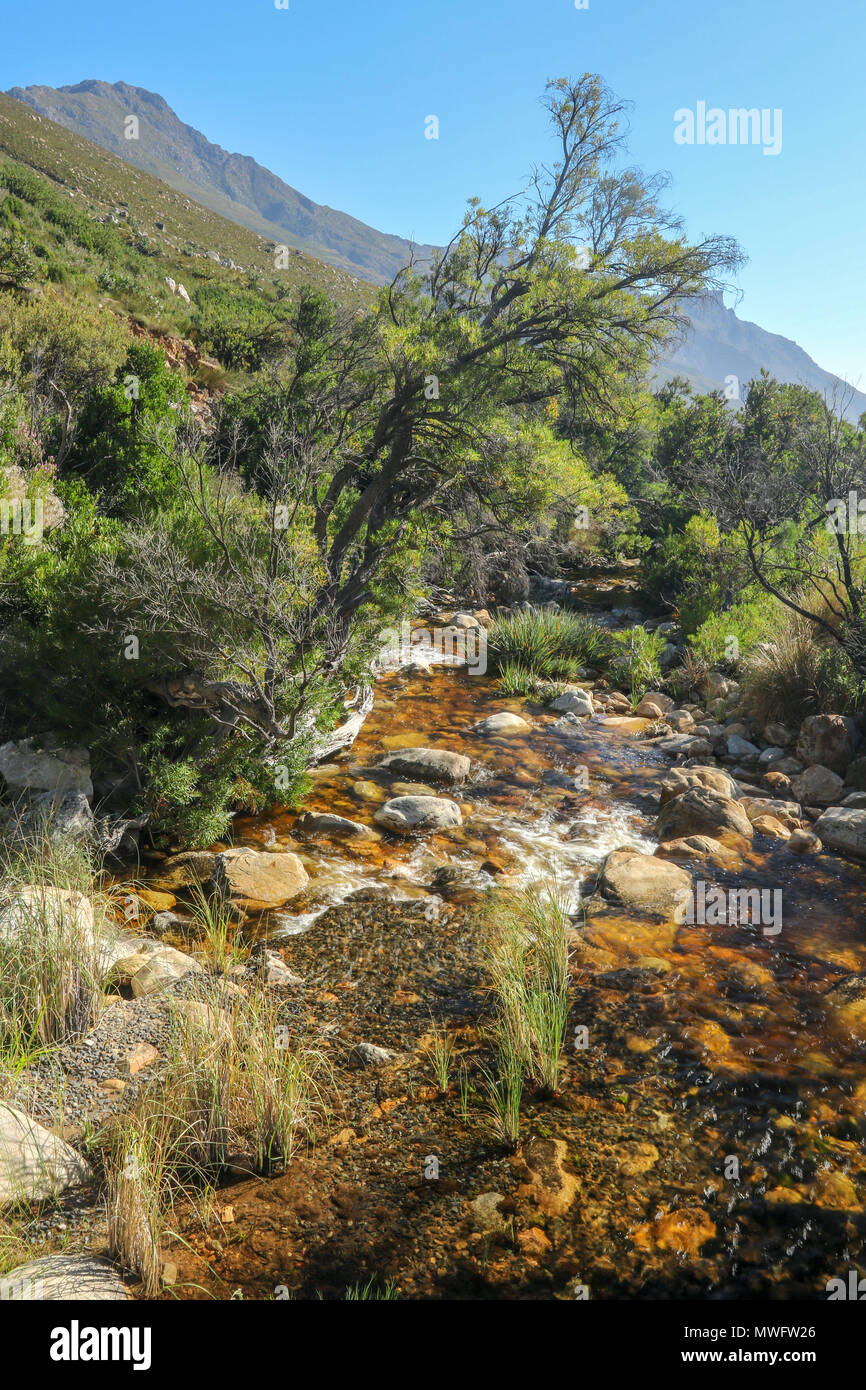 Eerste River flowing through vegetation in the Jonkershoek nature ...
