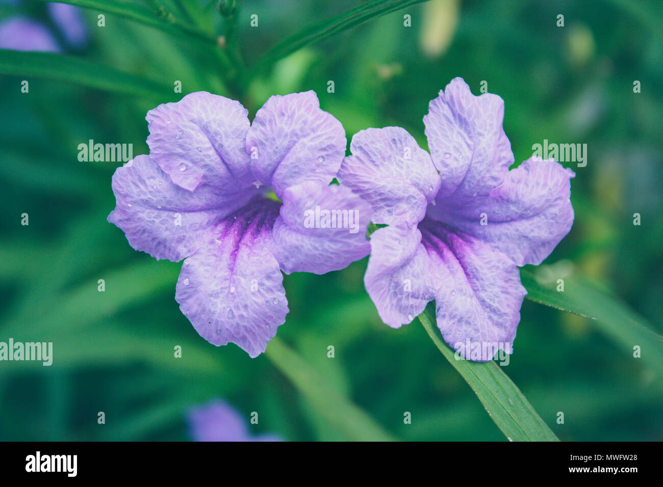 Purple ruellia tuberosa hi-res stock photography and images - Alamy