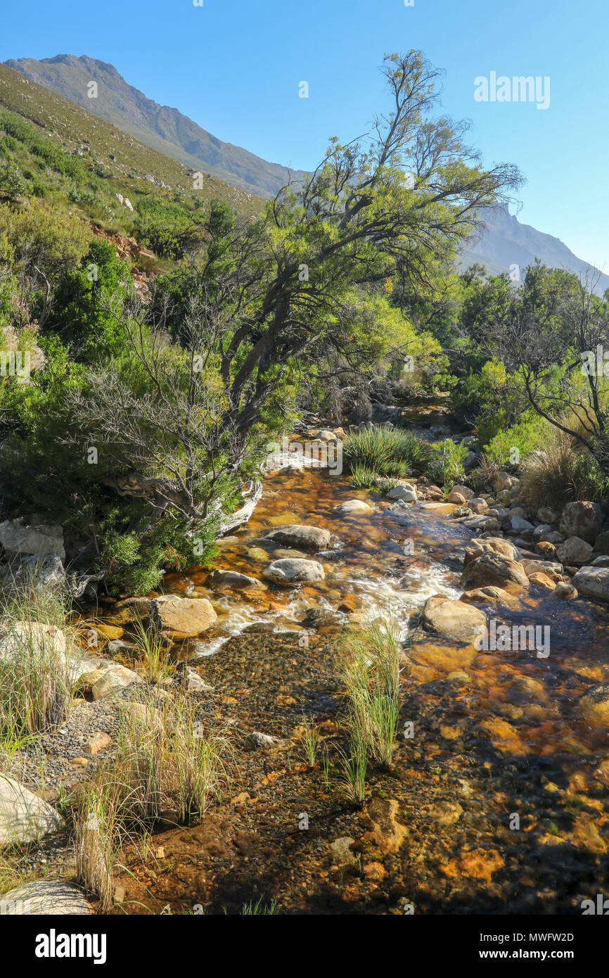 Eerste River flowing through vegetation in the Jonkershoek nature ...