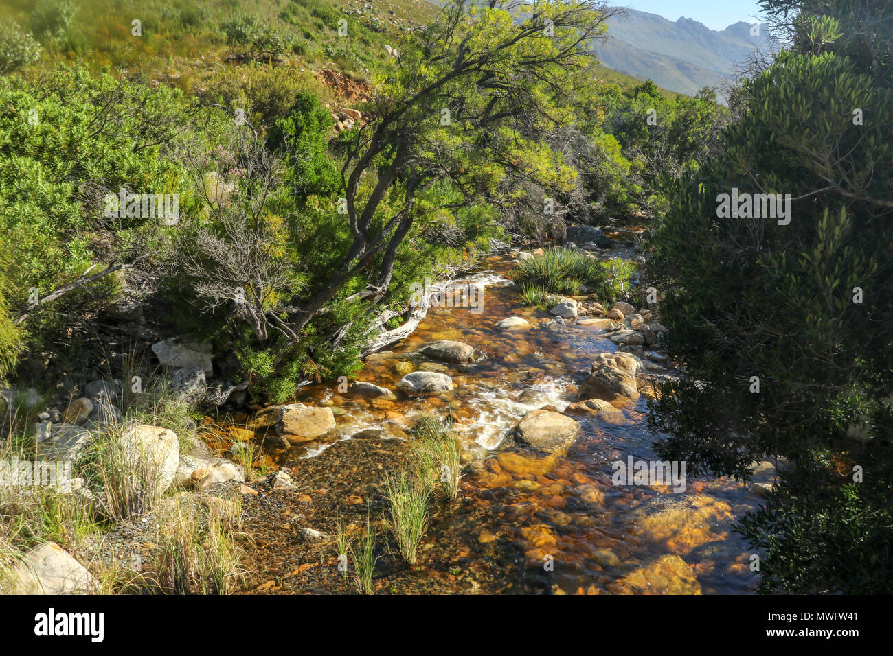 Eerste River flowing through vegetation in the Jonkershoek nature ...