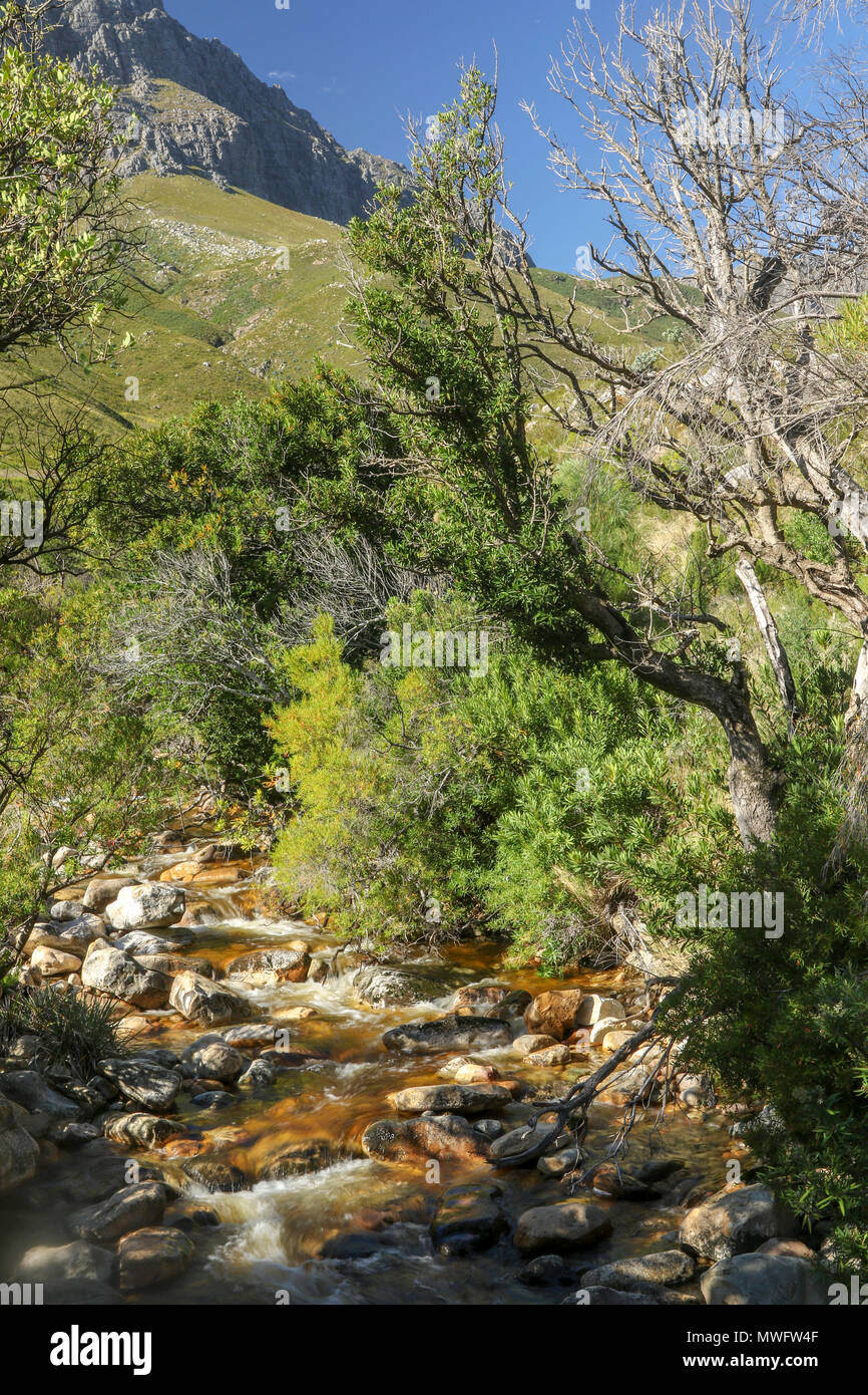 Eerste River flowing through vegetation in the Jonkershoek nature ...