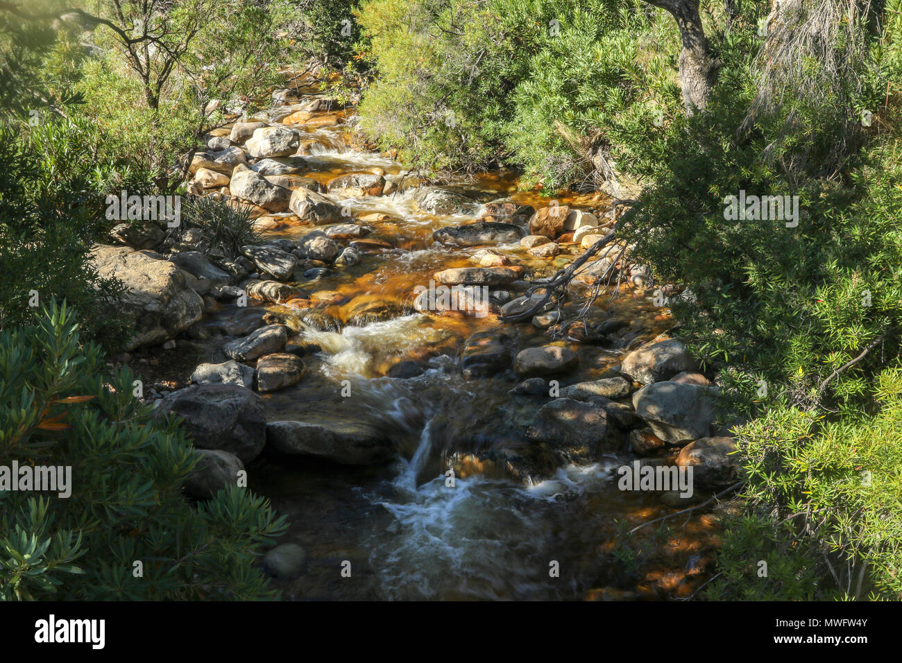 Eerste River flowing through vegetation in the Jonkershoek nature ...