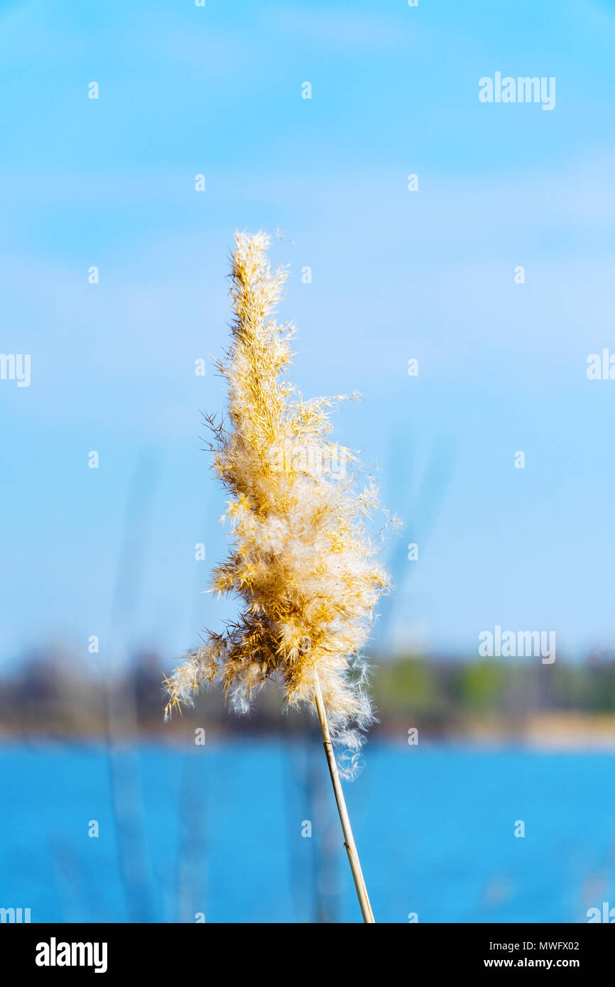 Dry grass swaying in the wind Stock Photo - Alamy