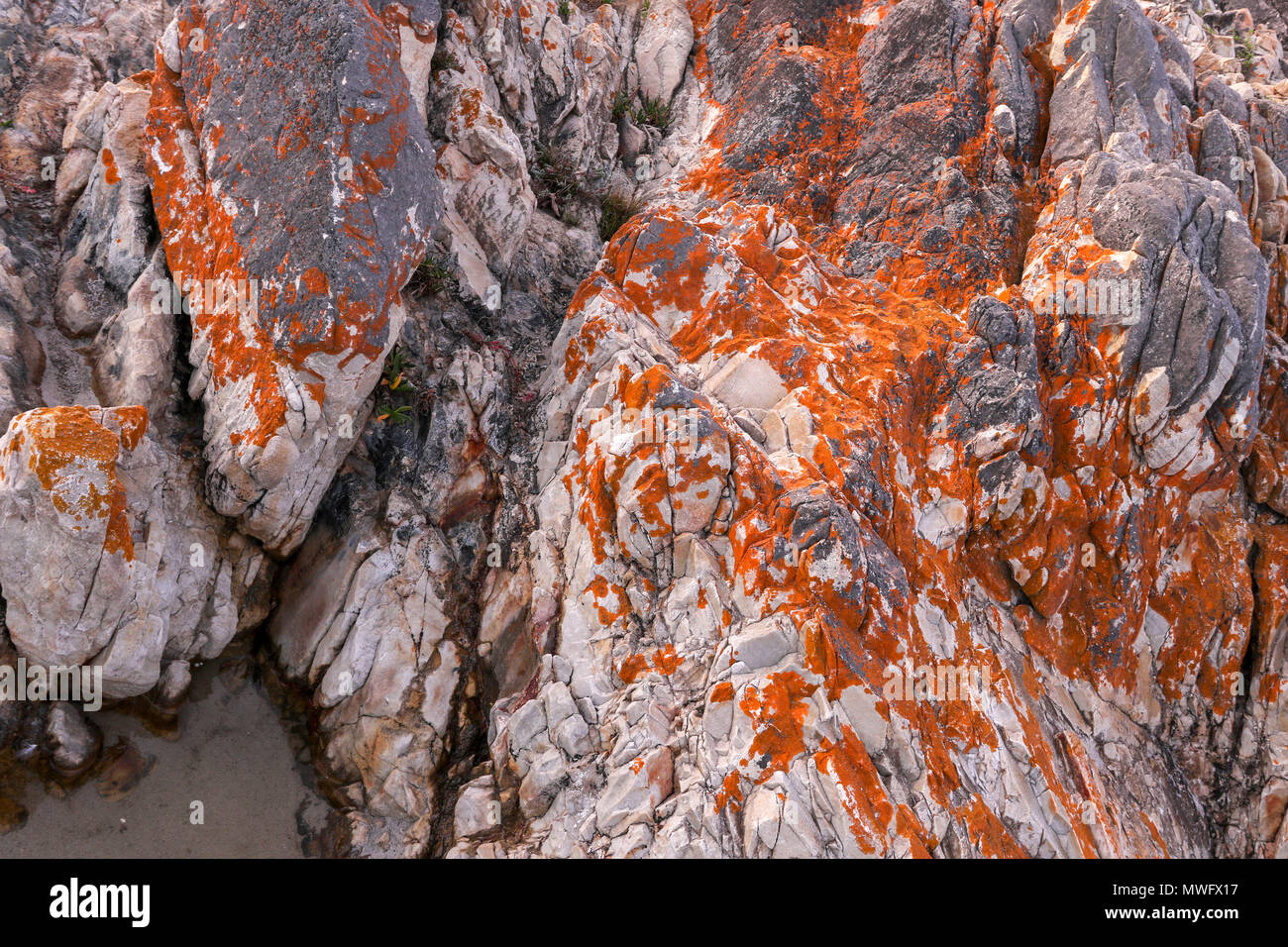 Close up of colourful algae on rock on Voelklip Beach, hermanus, garden ...