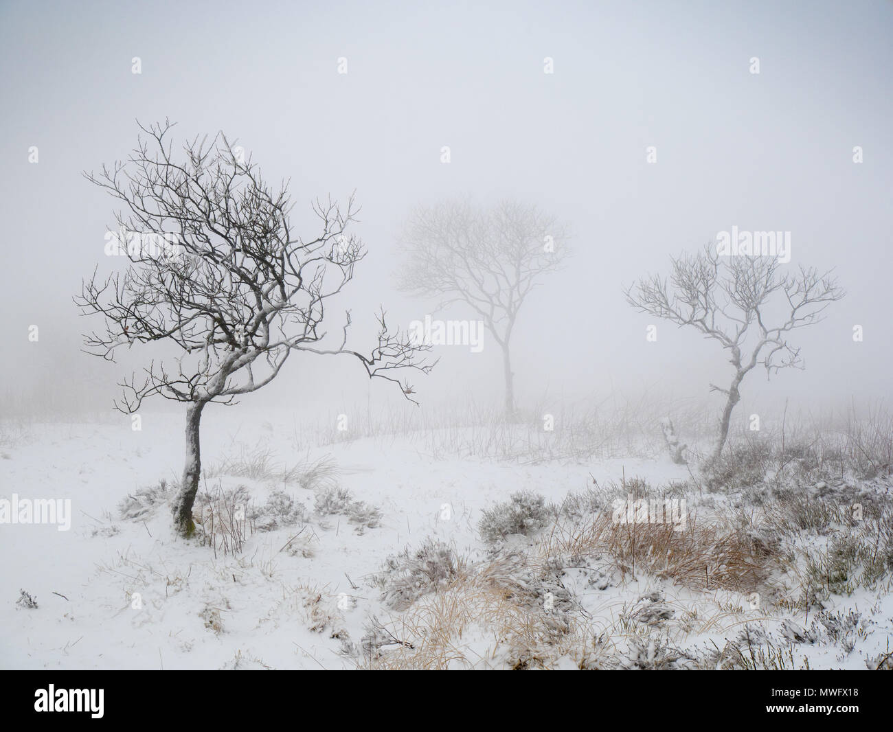 Tree silhouette in snow Stock Photo - Alamy