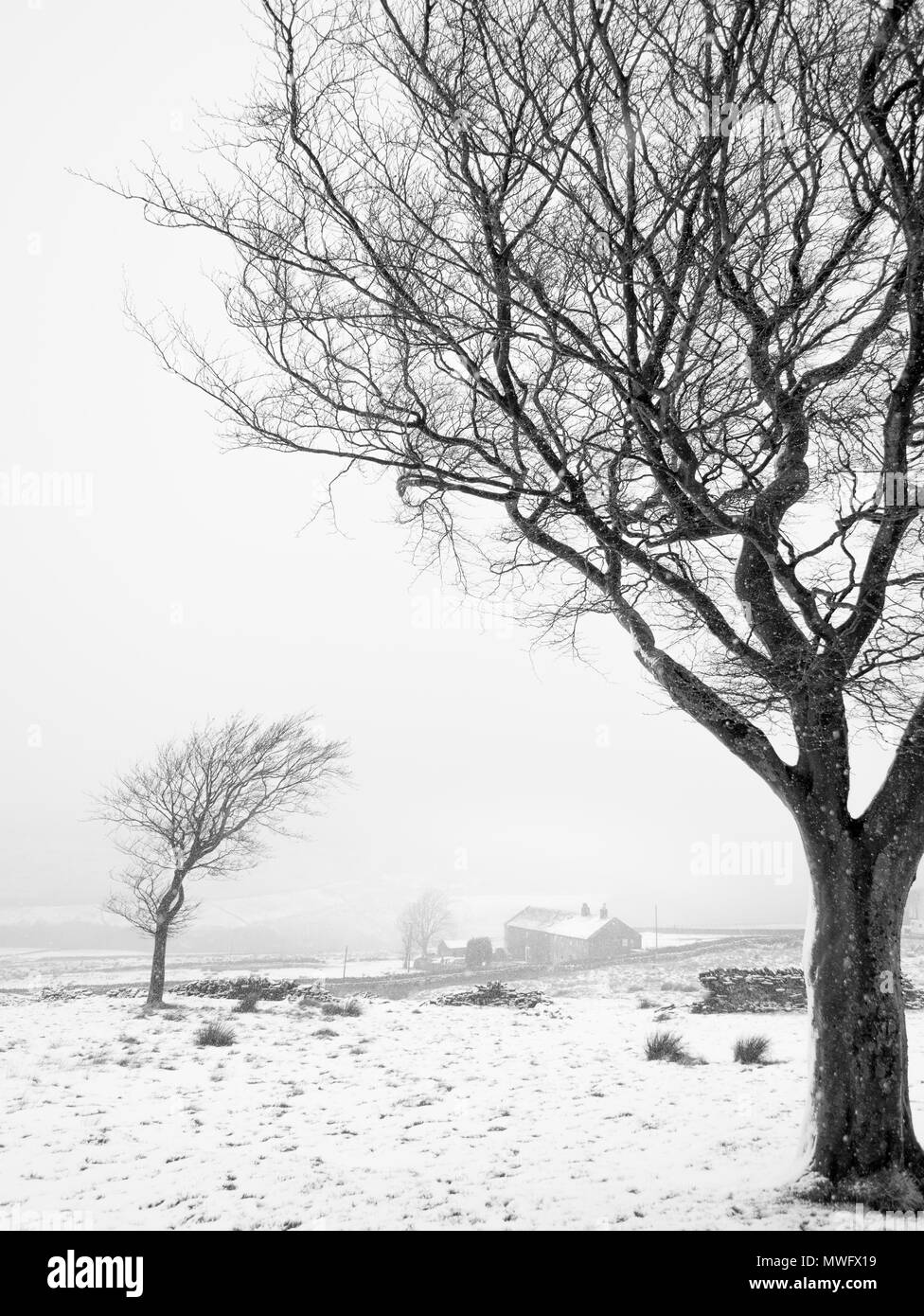 Tree silhouette uk Black and White Stock Photos & Images - Alamy