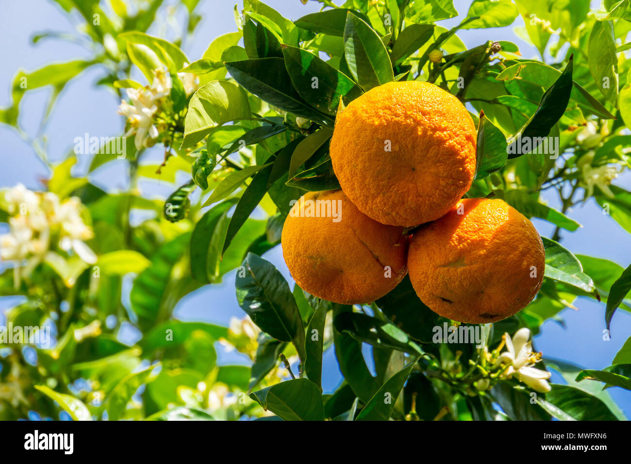 Sour orange tree hi-res stock photography and images - Alamy
