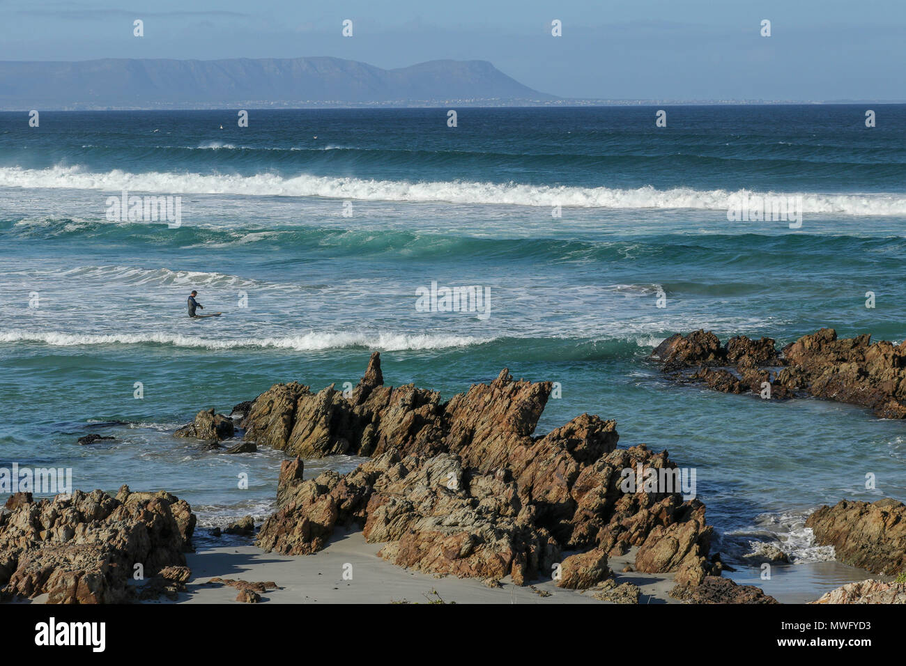 surfer in the sea off the hermanus coastal walk, garden route, south ...