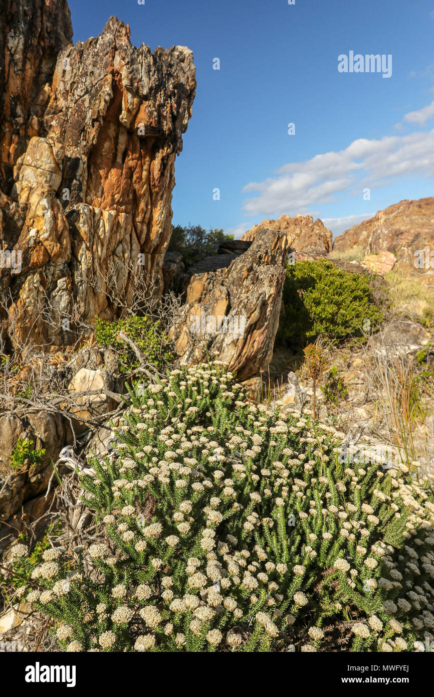 land and seascape from the coastal path, hermanus, garden route, south ...