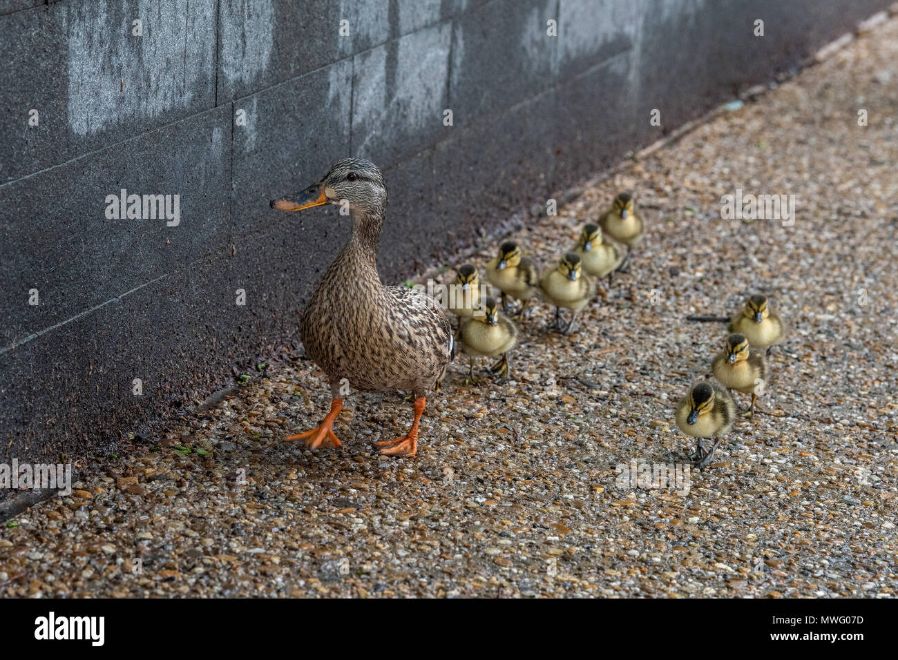 duck family mother and puppy in a line crossing the street in ...