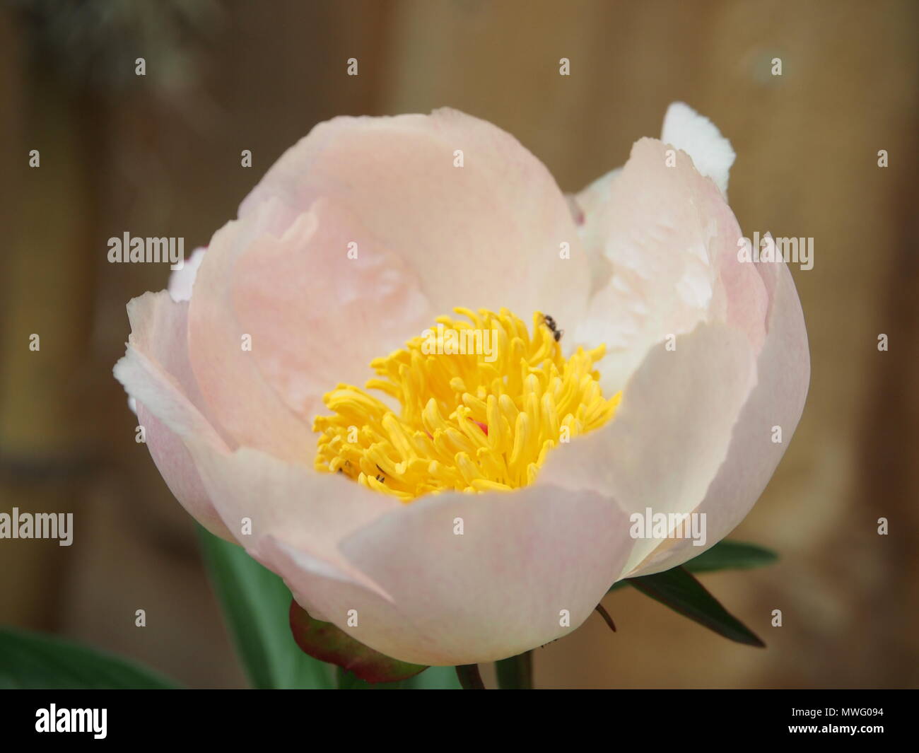 Creamy pink peony, single flower fully open, ant inside Stock Photo - Alamy