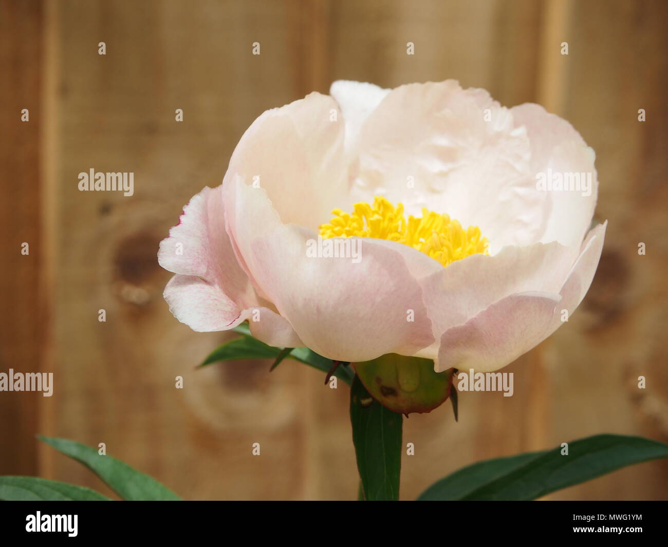 Creamy pink peony, single flower fully open Stock Photo - Alamy