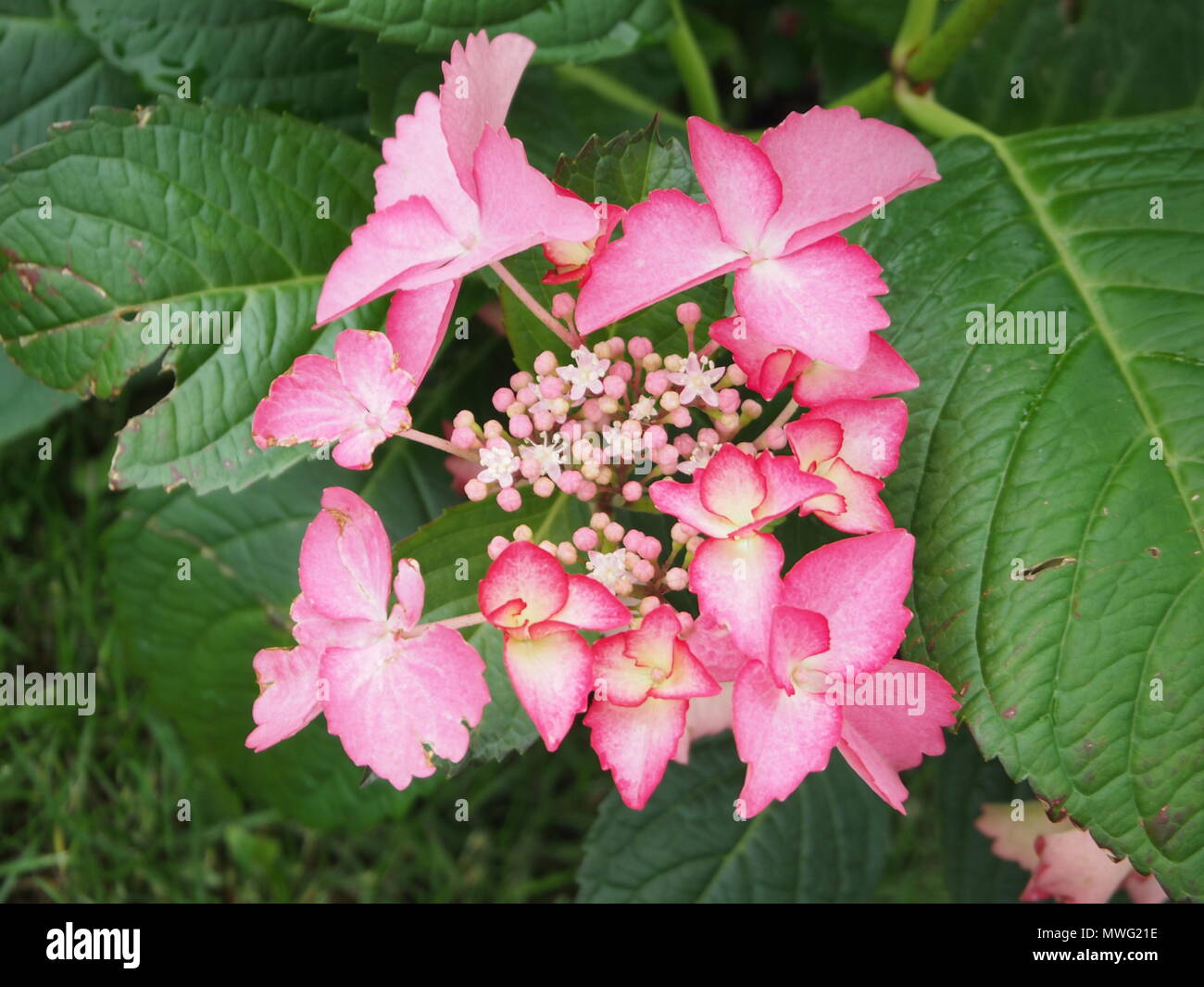 Pink bracts hi-res stock photography and images - Alamy