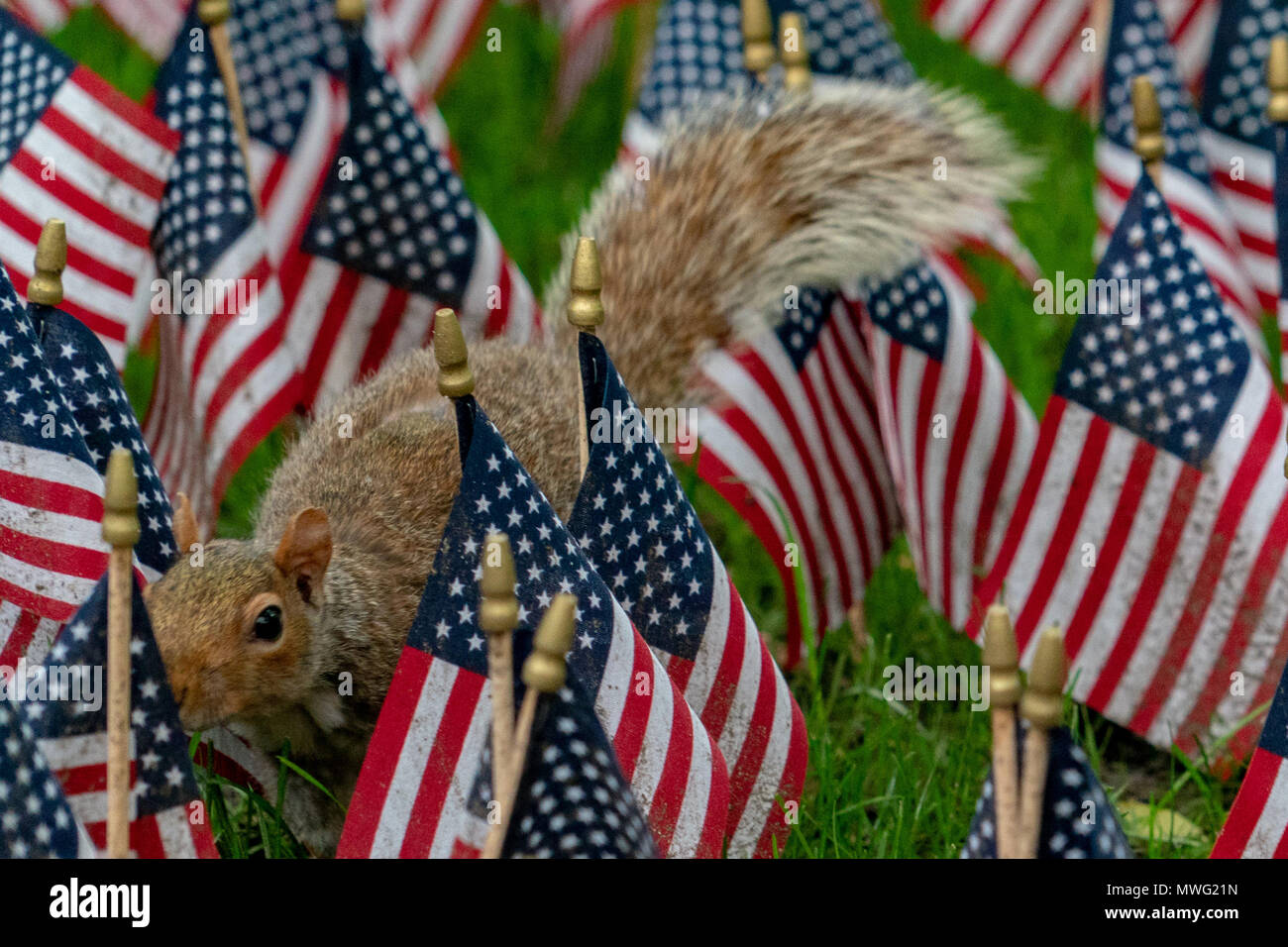 Squirrel in usa flag background Stock Photo - Alamy