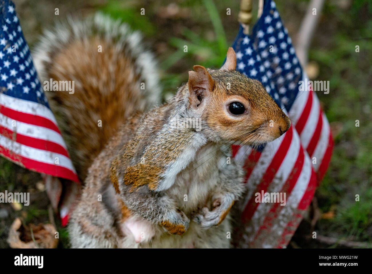 Squirrel in usa flag background Stock Photo - Alamy