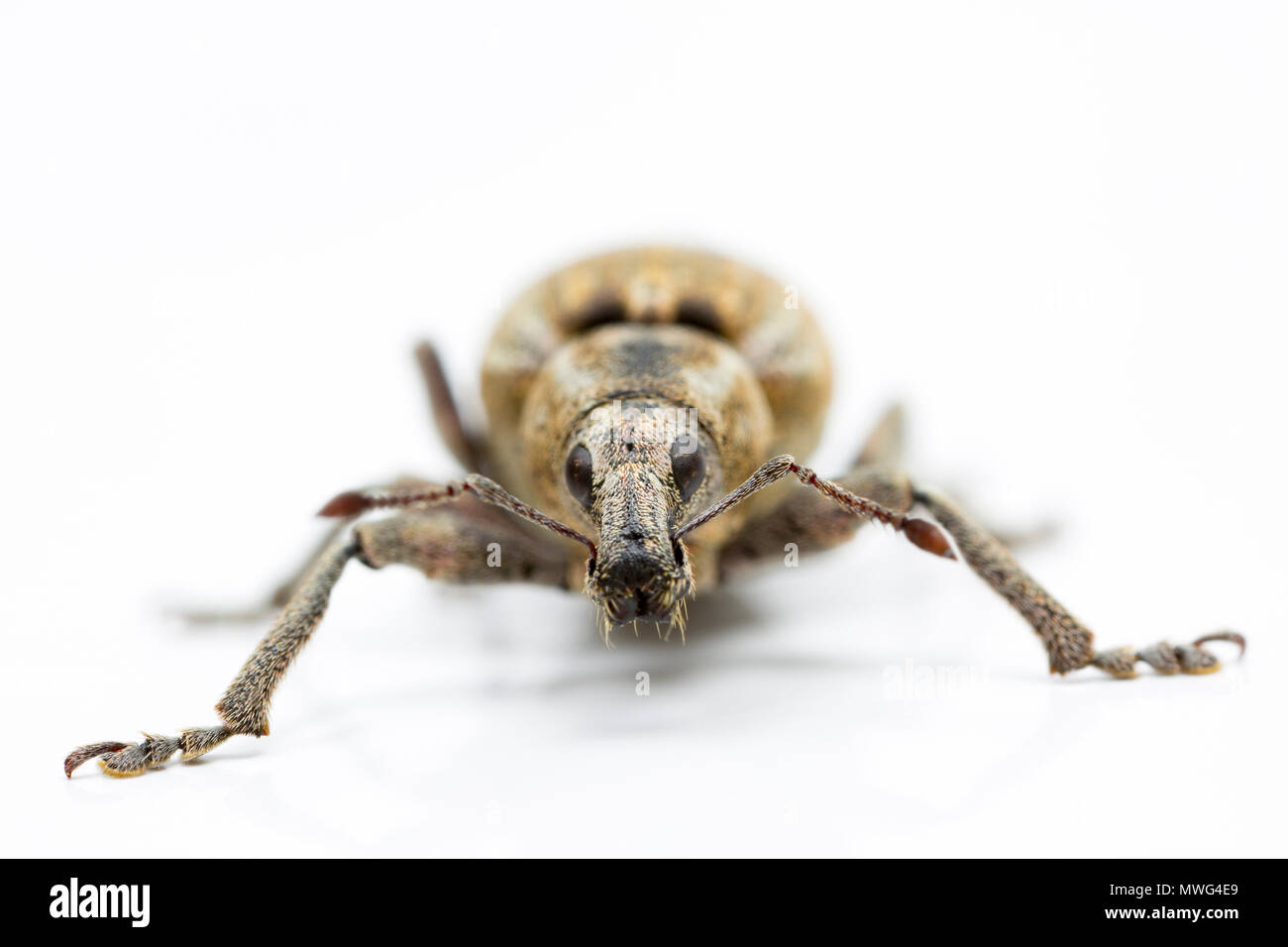 Uk insects hi-res stock photography and images - Alamy