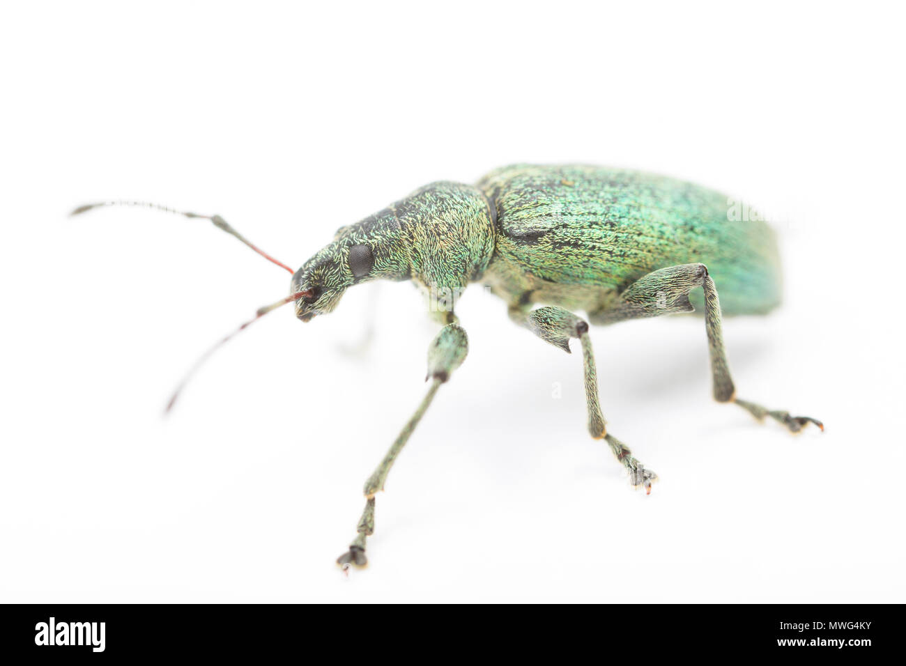 Green beetle uk hi-res stock photography and images - Alamy
