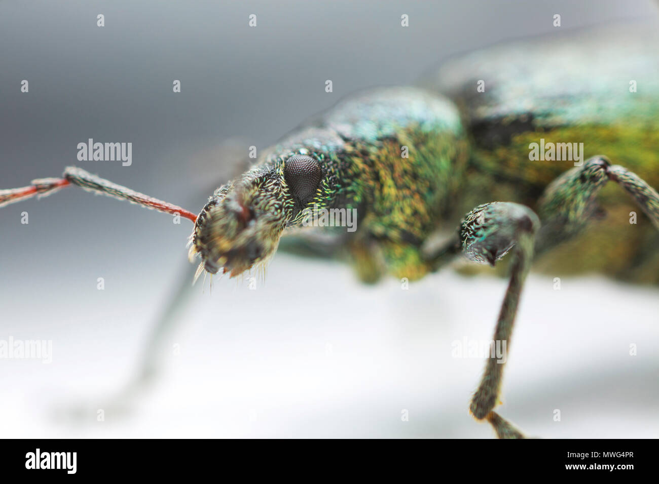 Green beetle uk hi-res stock photography and images - Alamy