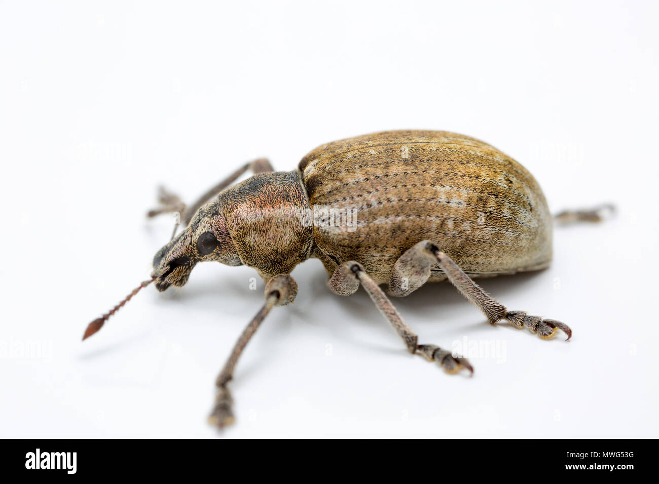Weevil side profile hi-res stock photography and images - Alamy