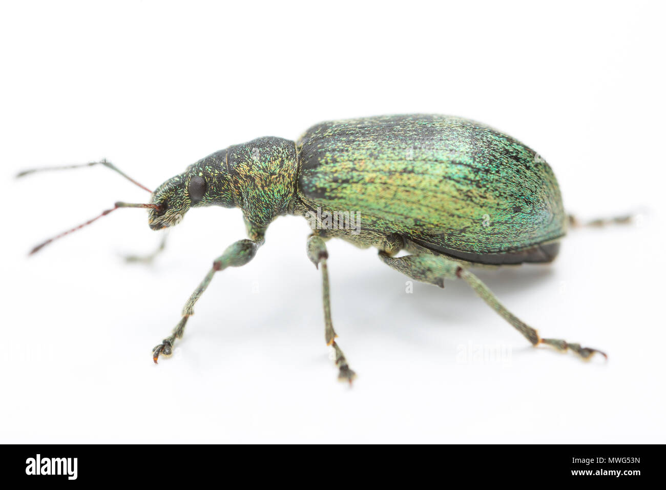 A Phyllobius pomaceus weevil found on stinging nettles near a river and ...